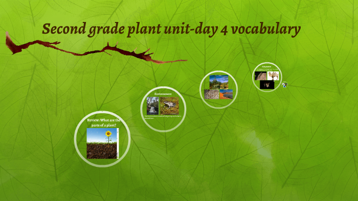 Second grade plant unit-day 4 vocabulary by Christopher Peterson on Prezi
