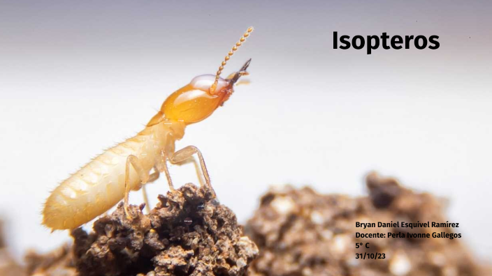 Isopteros by Bryan Esquivel Ramírez on Prezi