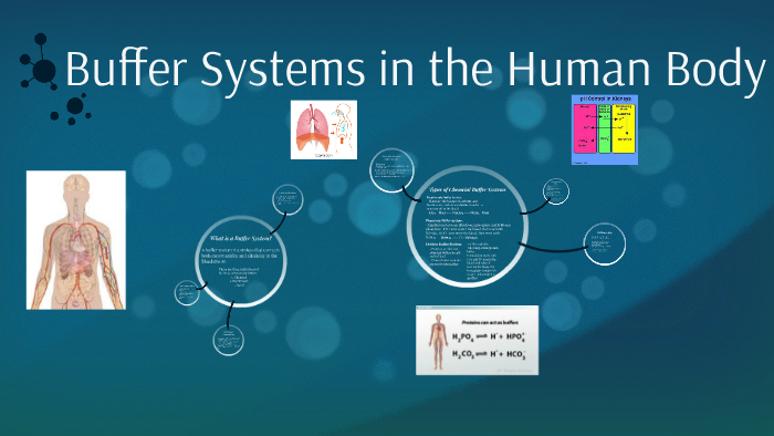 Buffer Systems In The Human Body By Matthew Siino