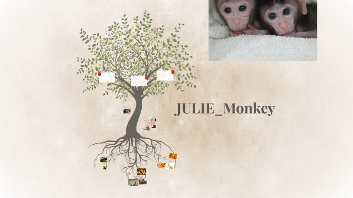 JULIE_Monkey by Karrie Ehlenfeldt on Prezi