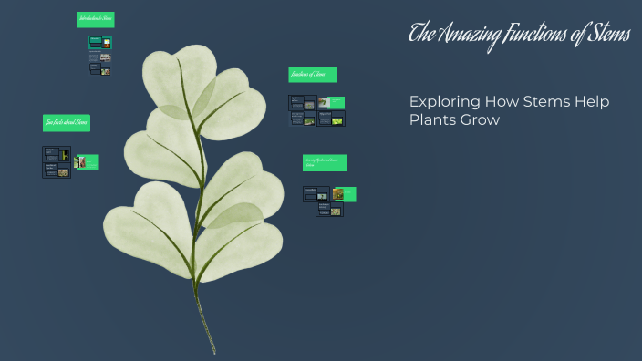 The Amazing Functions of Stems by Arsha Gajith on Prezi