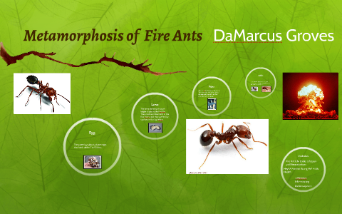 Metamorphosis of Red Ants by DaMarcus Groves on Prezi