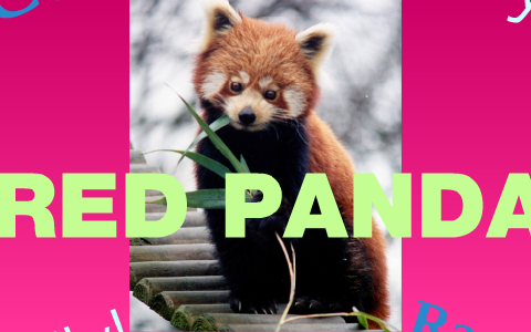 Animal Project-Red Panda by Anna Gordon on Prezi