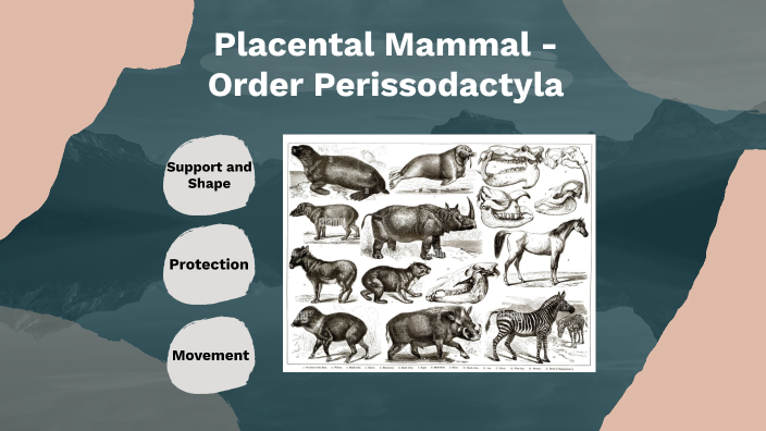 Support, Protection & Movement Prez by Sydney Gerlovich on Prezi