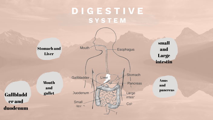 Science project-digestive system by Aline Clemente da Ressureição on Prezi