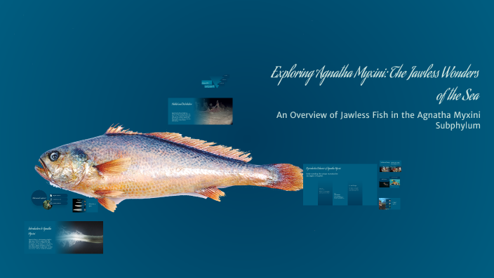 Exploring Agnatha Myxini: The Jawless Wonders of the Sea by Astrid ...