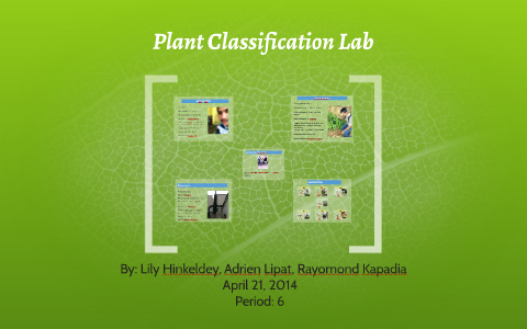 Plant classification lab by Adrien Lipat on Prezi