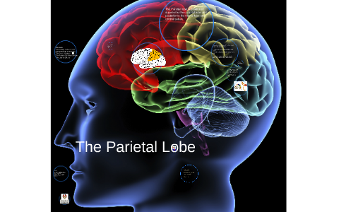 The Parietal Lobe by on Prezi