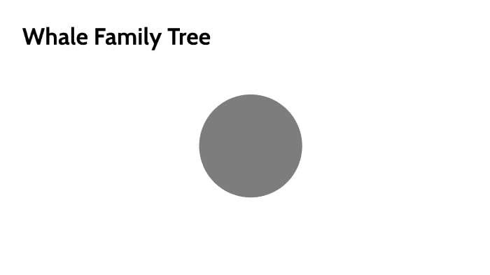 Cetacean Family Tree by HLovesWhales Stephens on Prezi