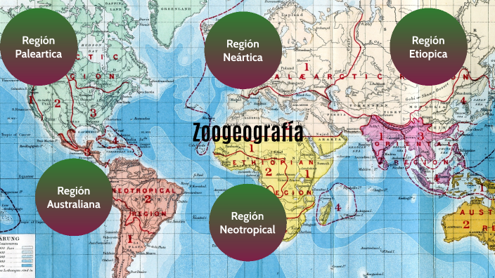 Infografia de la zoogeografía by Snaider Torero Asencio on Prezi