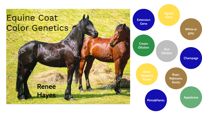 Equine Coat Color Genetics by Renee Hayes on Prezi