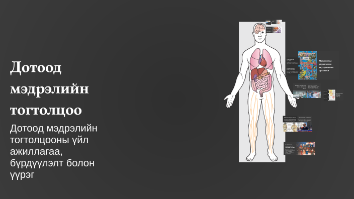 Дотоод мэдрэлийн тогтолцоо by M. Puja on Prezi
