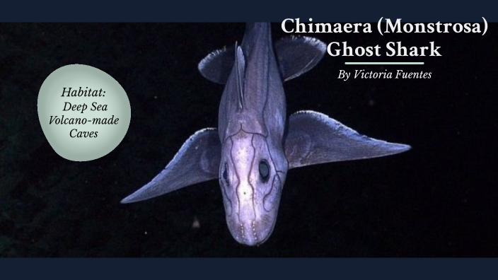 Chimaera (Ghost Shark) by Victoria Fuentes on Prezi
