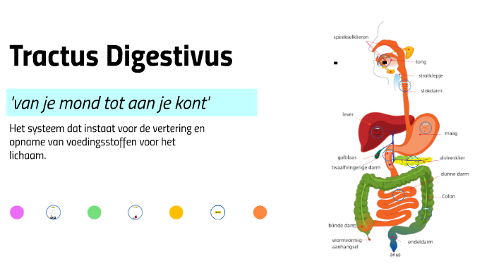 Tractus Digestivus by Esmeé Schepers on Prezi
