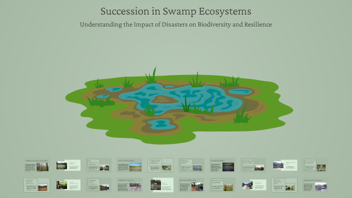 Succession on a swampy ecosystem by Darsh Patel on Prezi