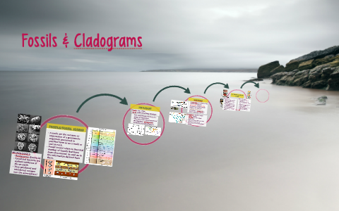 Fossils and Cladograms by Ryan Miller on Prezi
