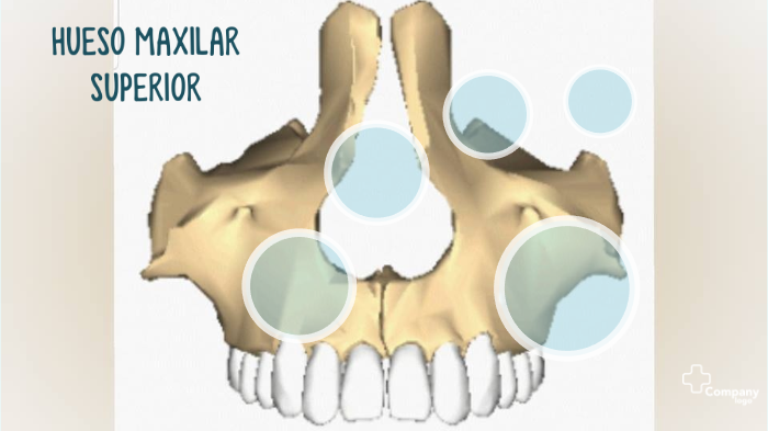 maxilar superior by kely jurado on Prezi