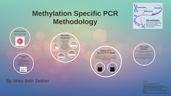 Methylation Specific PCR Flowchart by Mary Beth Alexander on Prezi