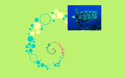 Sea Turtles by Lorie Peralez on Prezi