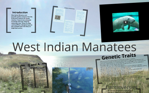Manatees- the Gentle Giants by Kathleen Beard on Prezi