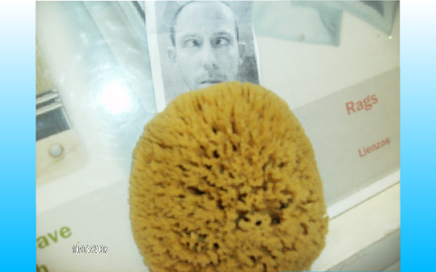 PHANTASTIC PHYLUM PHIND by Kyle Maupin on Prezi