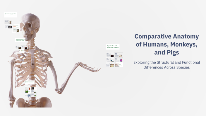 Comparative Anatomy of Humans, Monkeys, and Pigs by Tony Leung on Prezi