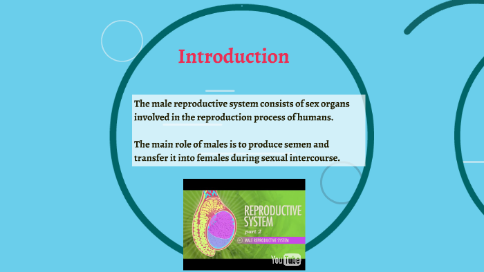 The Male Reproductive Cycle by Kolu Samuels on Prezi