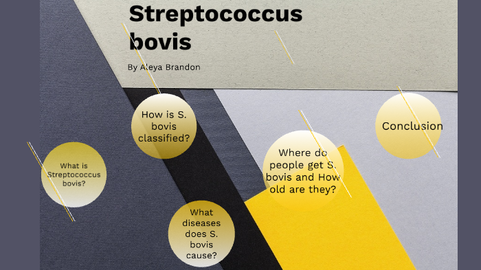 Streptococcus bovis by Aleya Brandon on Prezi