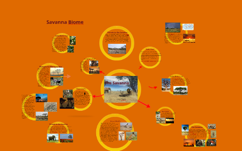 Savannah Biome by Lisa Pizzi