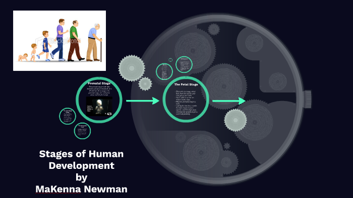 Stages of Human Development by MaKenna Newman on Prezi