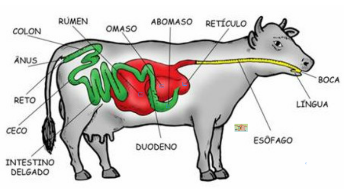 El RÙMEN: by Camilito Paz on Prezi