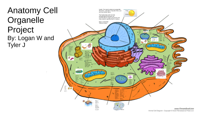 Anatomy Cell Organelle Project by logan weiler on Prezi