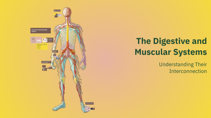 The Digestive and Muscular Systems by Matvii Havryliak on Prezi