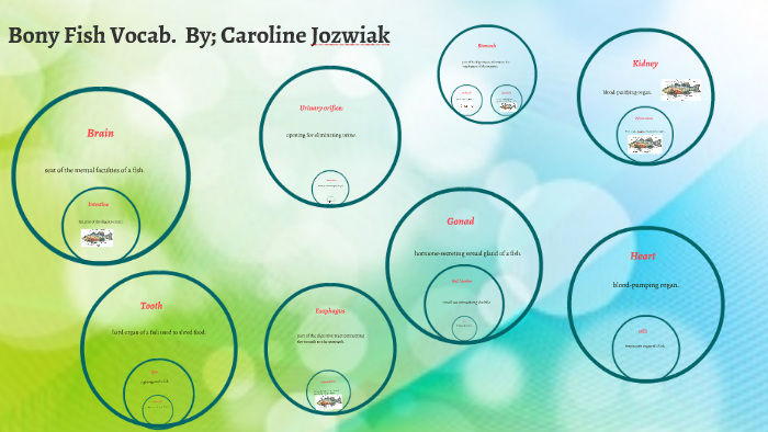 Bony Fish Vocab. by Caroline Jozwiak