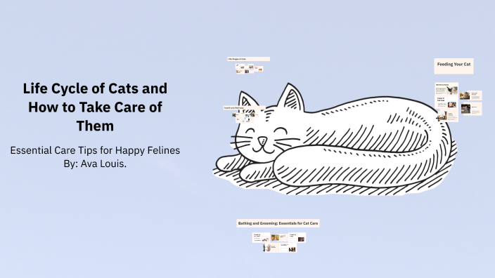 Life Cycle of Cats by Ava Louis on Prezi