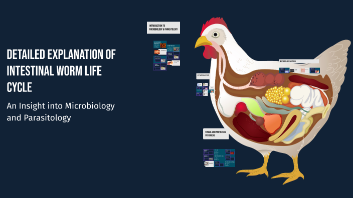 Detailed Explanation of Intestinal Worm Life Cycle by Hanan Essam on Prezi