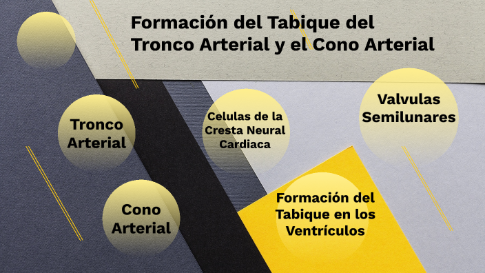 Formación del Tabique del Tronco Arterial y el Cono Arterial by Yami ...