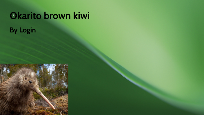 Okarito brown kiwi by Logan campbell on Prezi