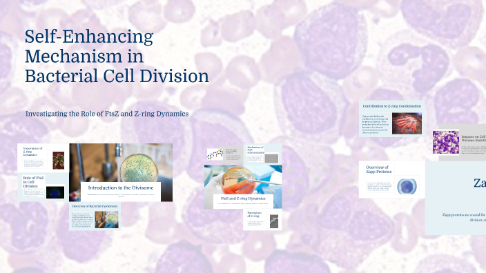 Self-Enhancing Mechanism in Bacterial Cell Division by Madison Slosier ...