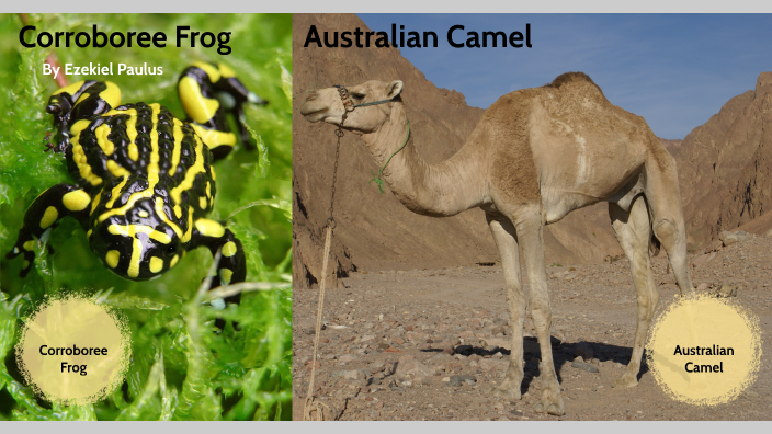 The Australian camel and Corroboree Frog by Ezekiel Paulus on Prezi
