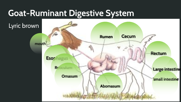 Ruminant Digestive system by Lyric Brown on Prezi