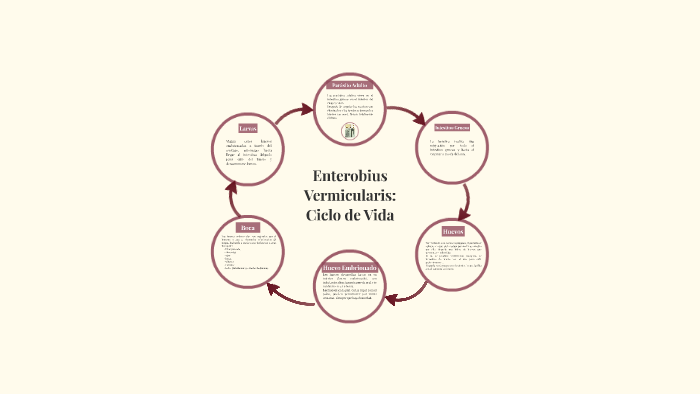 Enterobius Vermicularis Ciclo De Vida