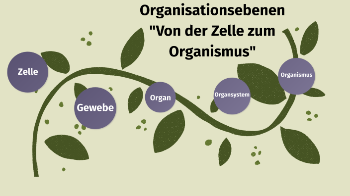 Organisationsebenen in einer Zelle by Hein Butterbein on Prezi