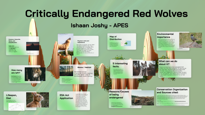 Critically Endangered Red Wolves by Ishaan J. on Prezi