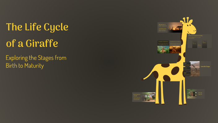 The Life Cycle of a Giraffe by Muhangi Charles on Prezi