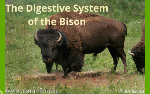 Digestive System of the Bison by Marian Foster on Prezi