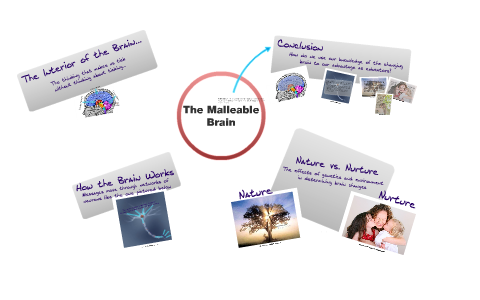 The Malleable Brain by Lee Goepfert on Prezi
