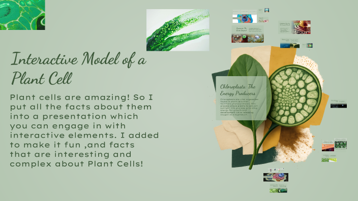 Interactive Model of a Plant Cell by Elina pearson on Prezi