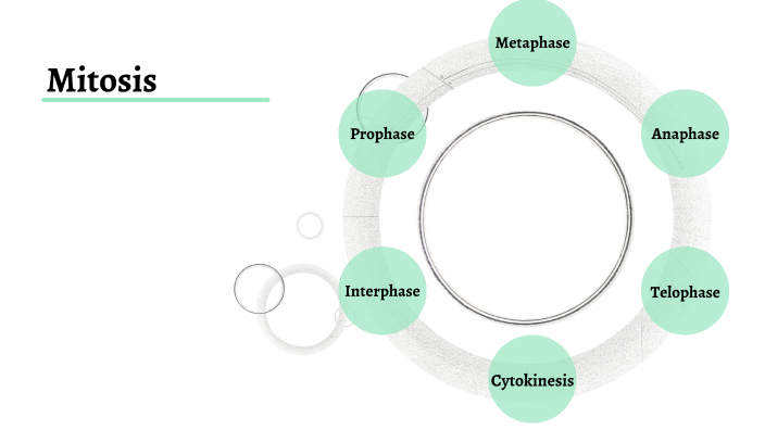 Mitosis Project ~ by Adrienne Ortega on Prezi