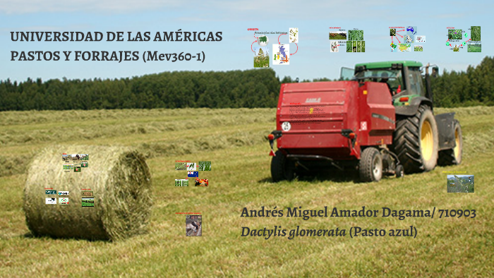 Dactylis glomerata (Pasto Azul) by Andrés Amador da Gama on Prezi
